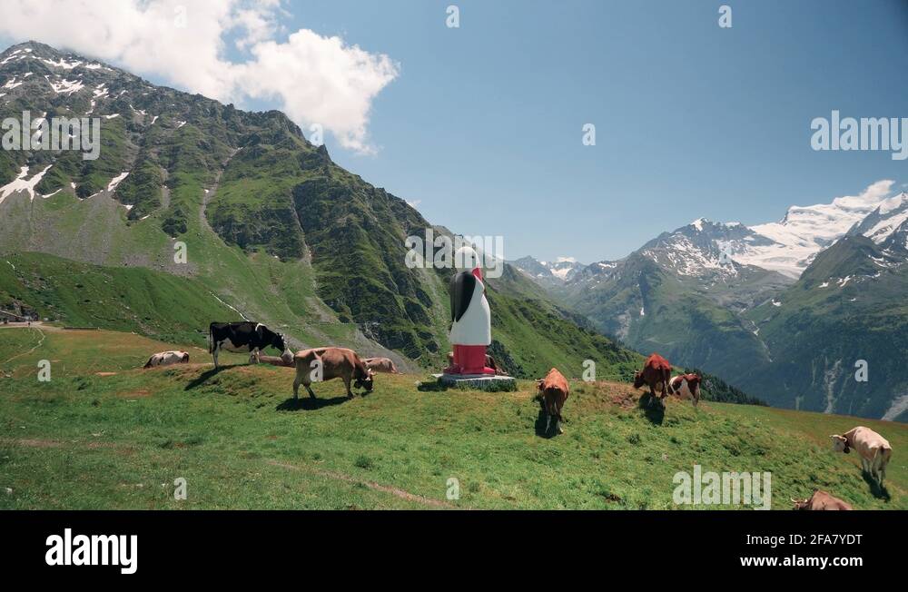 Dairy farm in the alps Stock Videos & Footage - HD and 4K Video Clips ...
