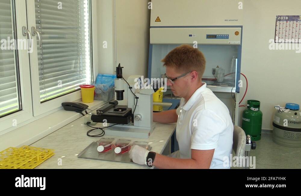 Mycoplasma bacteria Stock Videos & Footage - HD and 4K Video Clips - Alamy