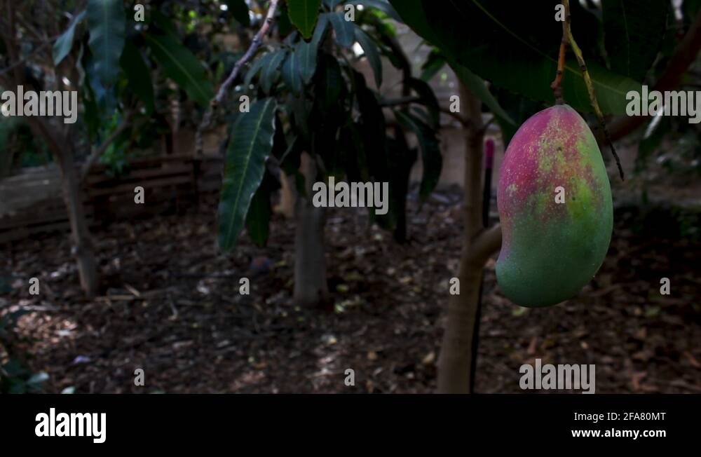 Ripe mango tree Stock Videos & Footage - HD and 4K Video Clips - Alamy