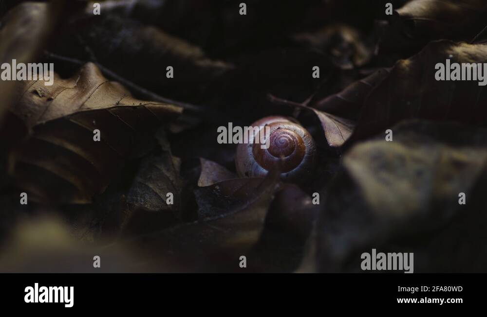 Empty shell house Stock Videos & Footage - HD and 4K Video Clips - Alamy