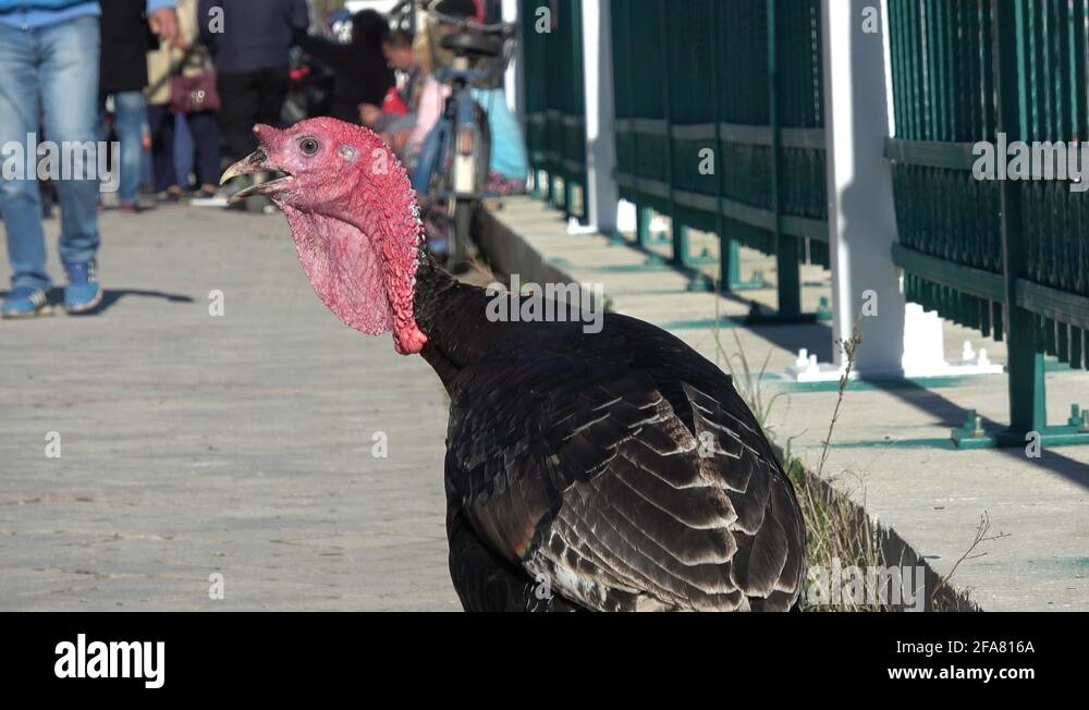 People from turkey Stock Videos & Footage - HD and 4K Video Clips - Alamy