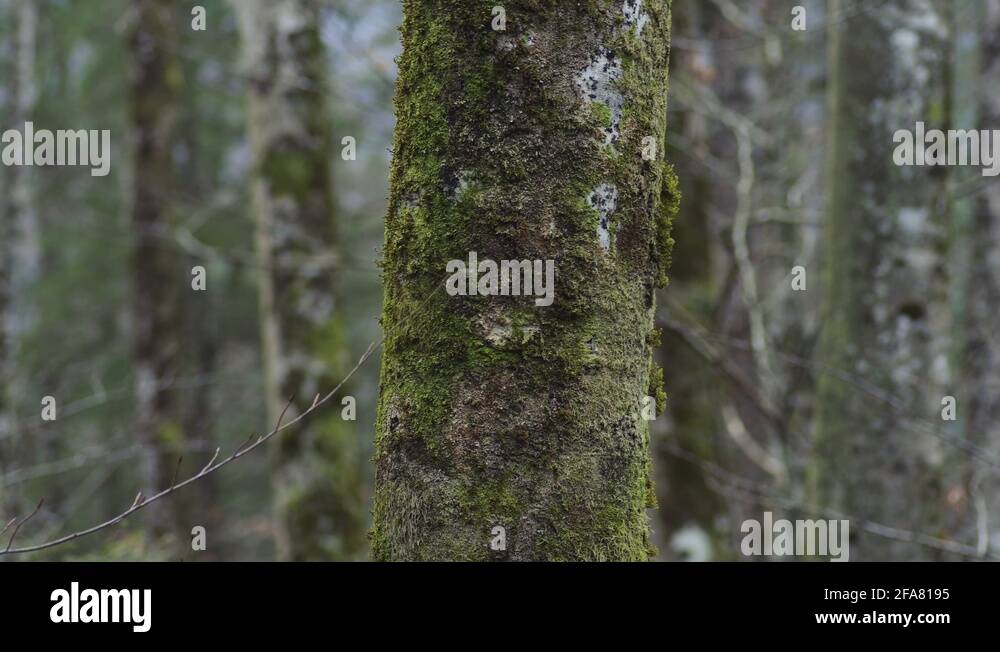 Evergreen lichens Stock Videos & Footage - HD and 4K Video Clips - Alamy