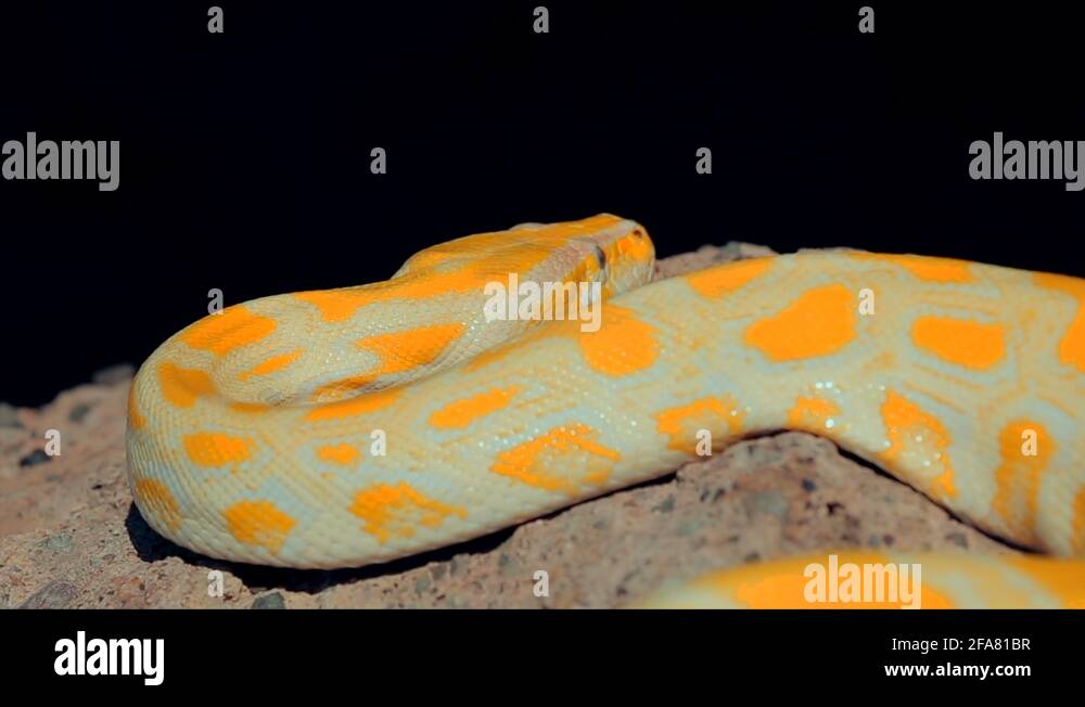 Albino boa constrictor Stock Videos & Footage - HD and 4K Video Clips ...