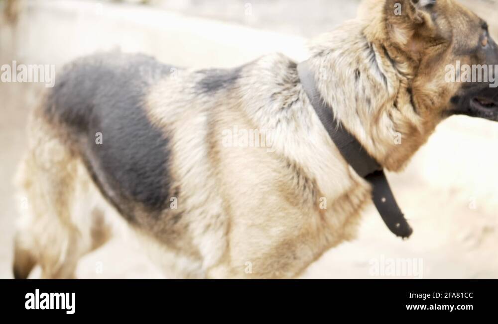Guard dog alsatian Stock Videos & Footage - HD and 4K Video Clips - Alamy