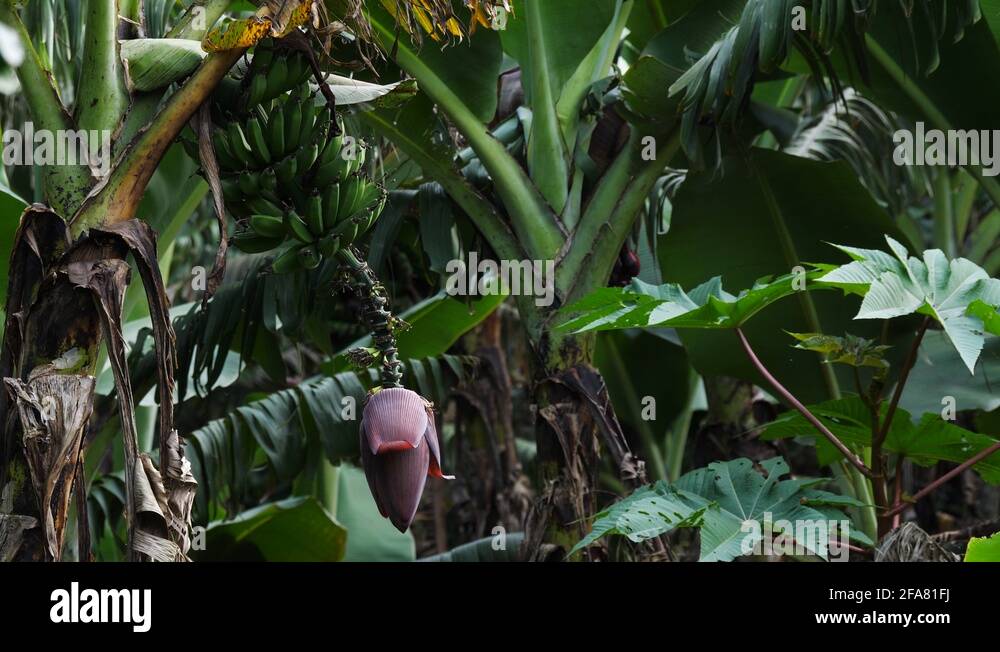 Uganda flower Stock Videos & Footage - HD and 4K Video Clips - Alamy