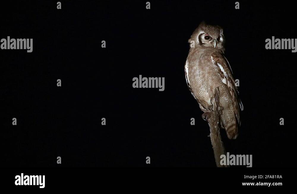 Spotlight on an owl Stock Videos & Footage - HD and 4K Video Clips - Alamy