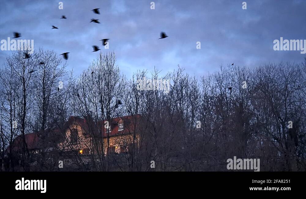 Swarm of raven Stock Videos & Footage - HD and 4K Video Clips - Alamy