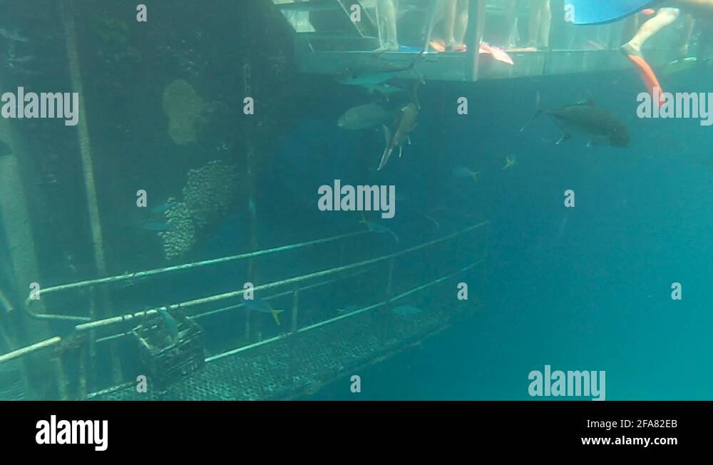 Snorkelling around a underwater pontoon at the Great Barrier Reef. With ...