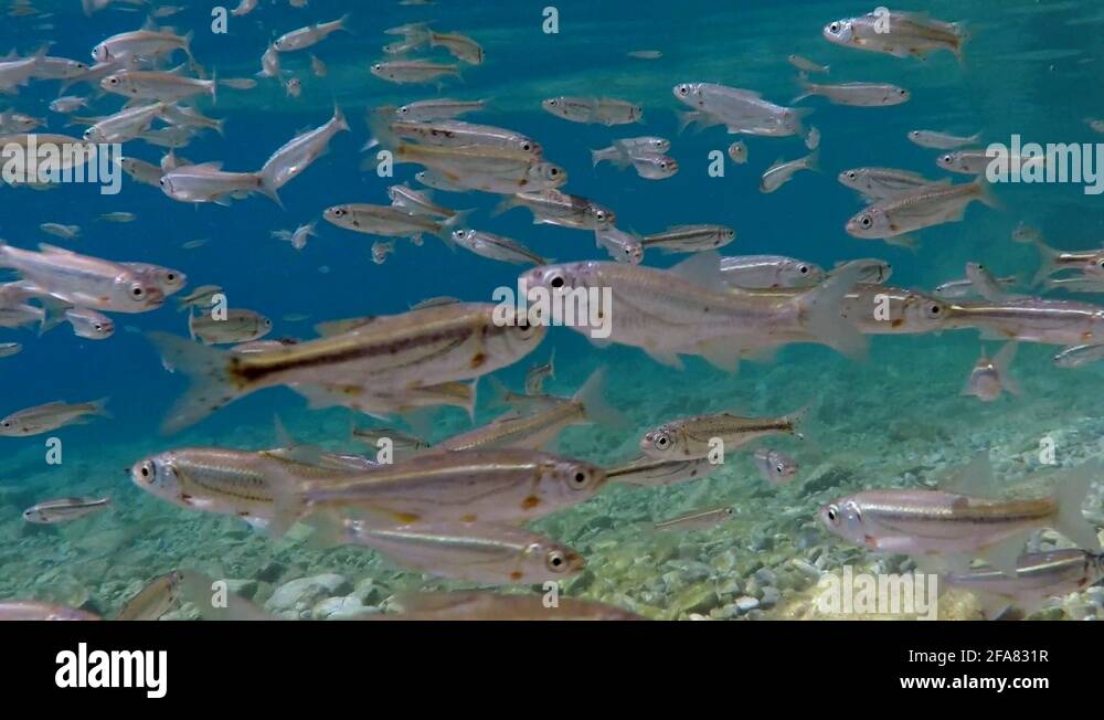 Swarm of small fish swimming in shallow water in all directions in ...