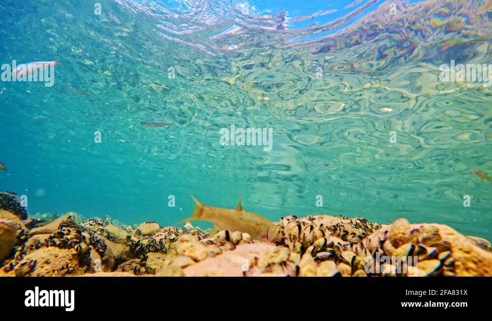 Ohrid lake fish Stock Videos & Footage - HD and 4K Video Clips - Alamy