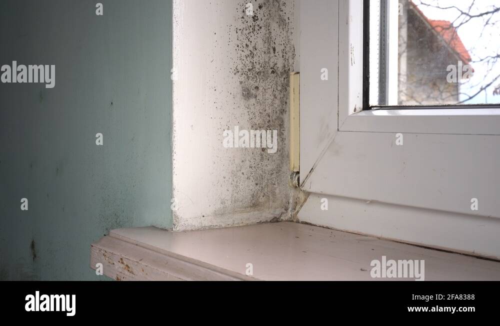 Damp and mould house window Stock Videos & Footage - HD and 4K Video ...