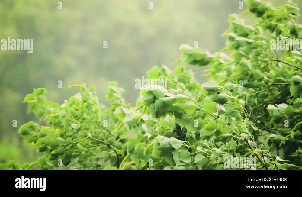 Rain place Stock Videos & Footage - HD and 4K Video Clips - Alamy