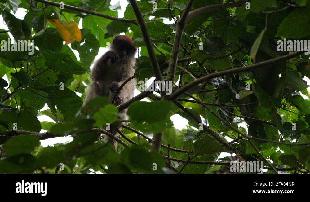Monkey menace Stock Videos & Footage - HD and 4K Video Clips - Alamy