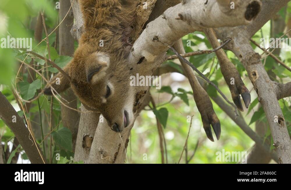 Corpse hanging Stock Videos & Footage - HD and 4K Video Clips - Alamy