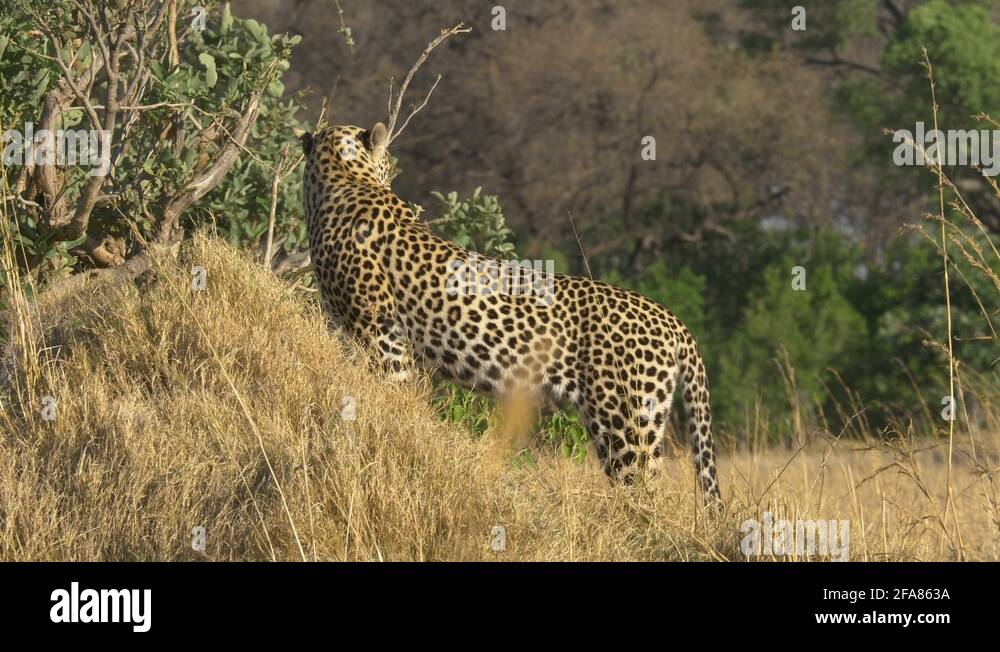 Leopard feet Stock Videos & Footage - HD and 4K Video Clips - Alamy