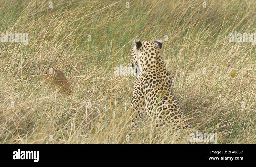 Leopard hunting prey Stock Videos & Footage - HD and 4K Video Clips - Alamy