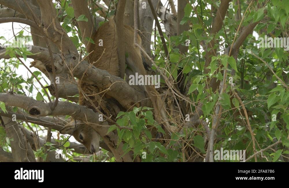 Corpse tree Stock Videos & Footage - HD and 4K Video Clips - Alamy