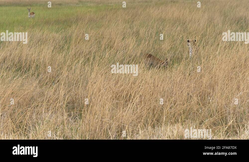 Cub predator Stock Videos & Footage - HD and 4K Video Clips - Alamy