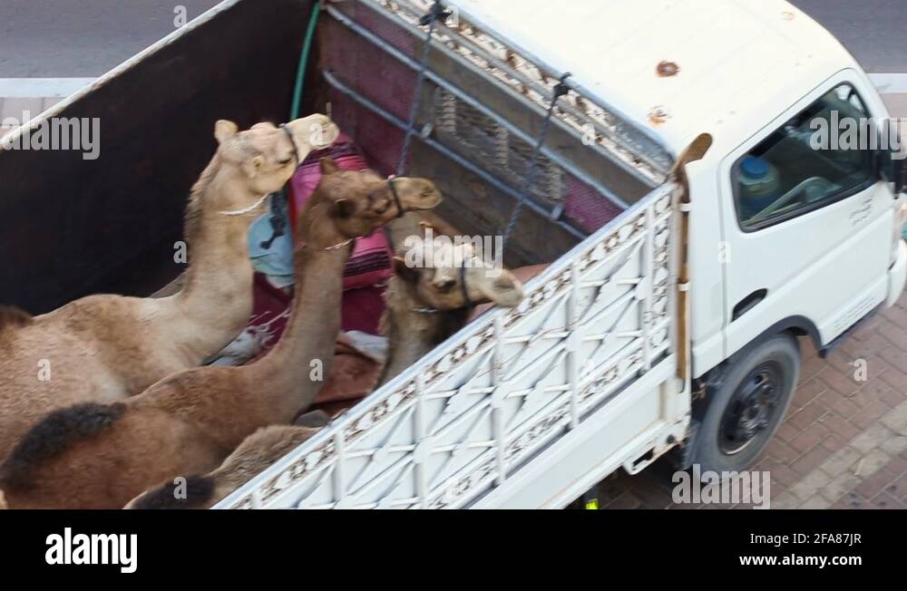 Transport camels Stock Videos & Footage - HD and 4K Video Clips - Alamy