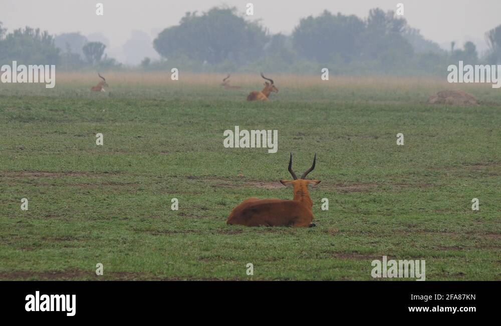 Mating antelope Stock Videos & Footage - HD and 4K Video Clips - Alamy