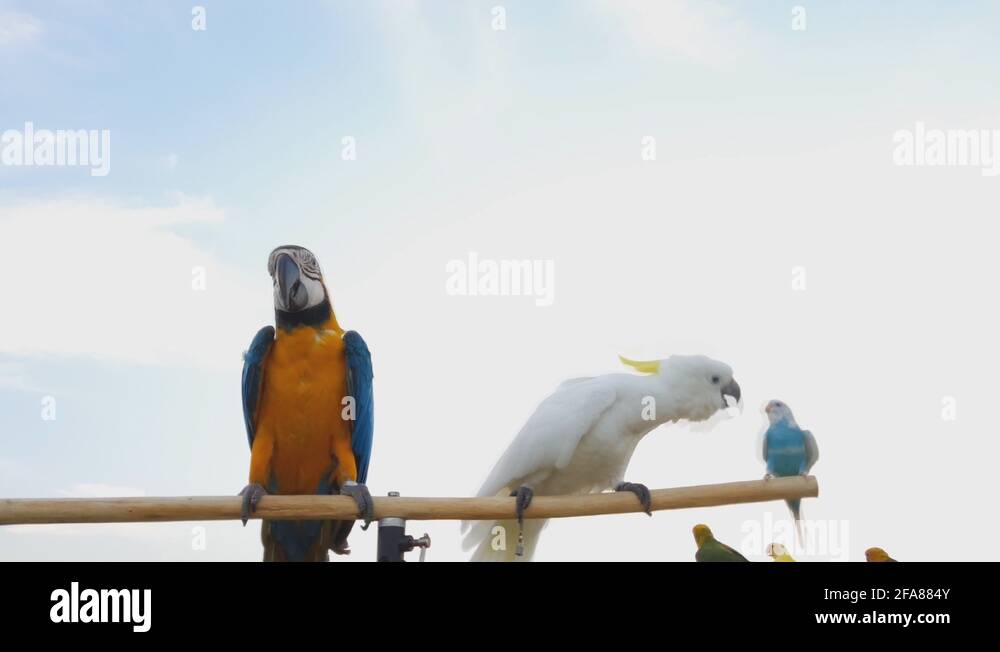 Congo african grey parrots Stock Videos & Footage - HD and 4K Video ...