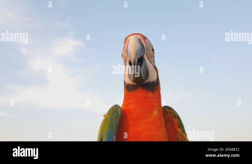Big beautiful bird Stock Videos & Footage - HD and 4K Video Clips - Alamy