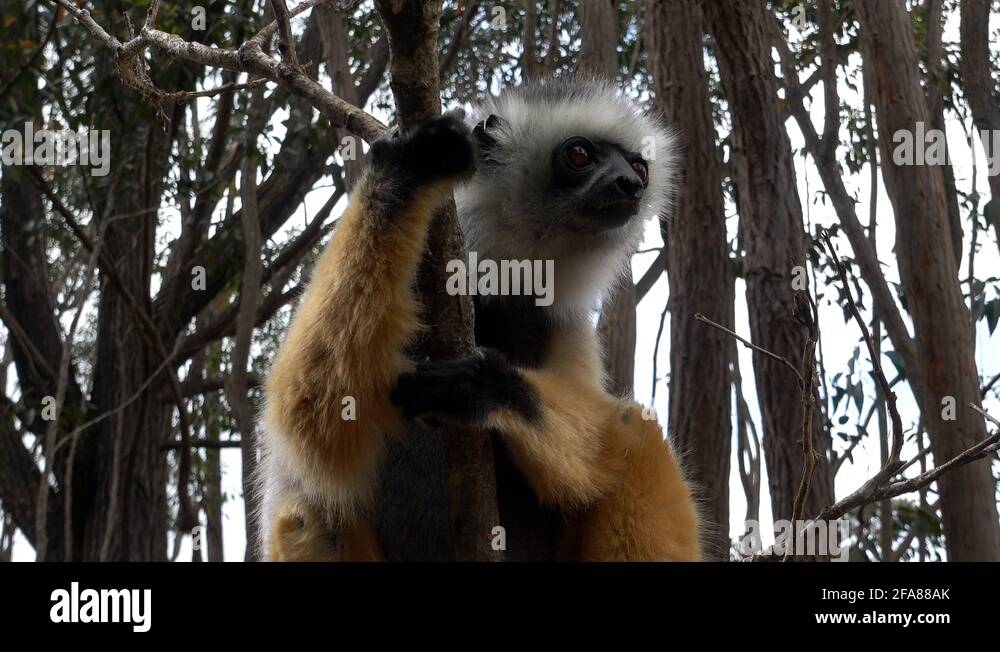 Madagascar mammals Stock Videos & Footage - HD and 4K Video Clips - Alamy
