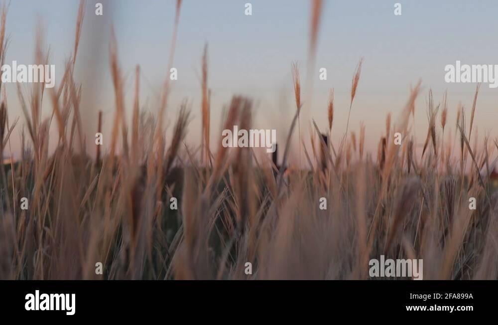 Wind blowing through grass Stock Videos & Footage - HD and 4K Video ...