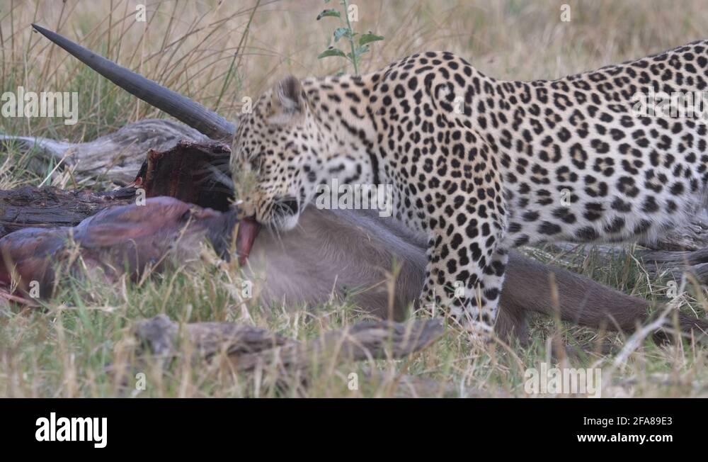 Carnivore feeding Stock Videos & Footage - HD and 4K Video Clips - Alamy