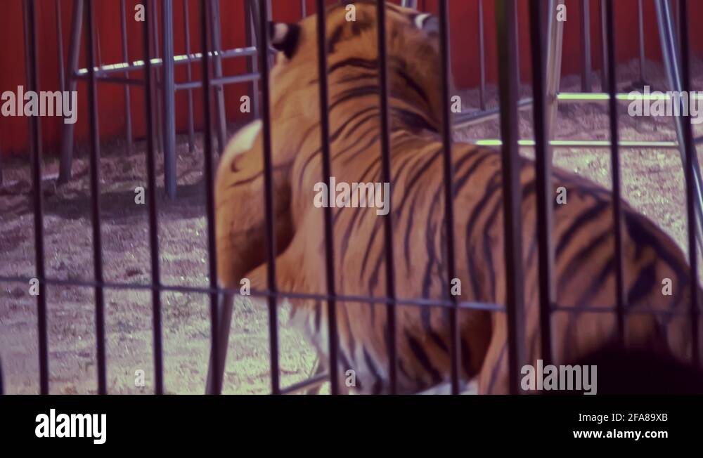 Circus cage Stock Videos & Footage - HD and 4K Video Clips - Alamy