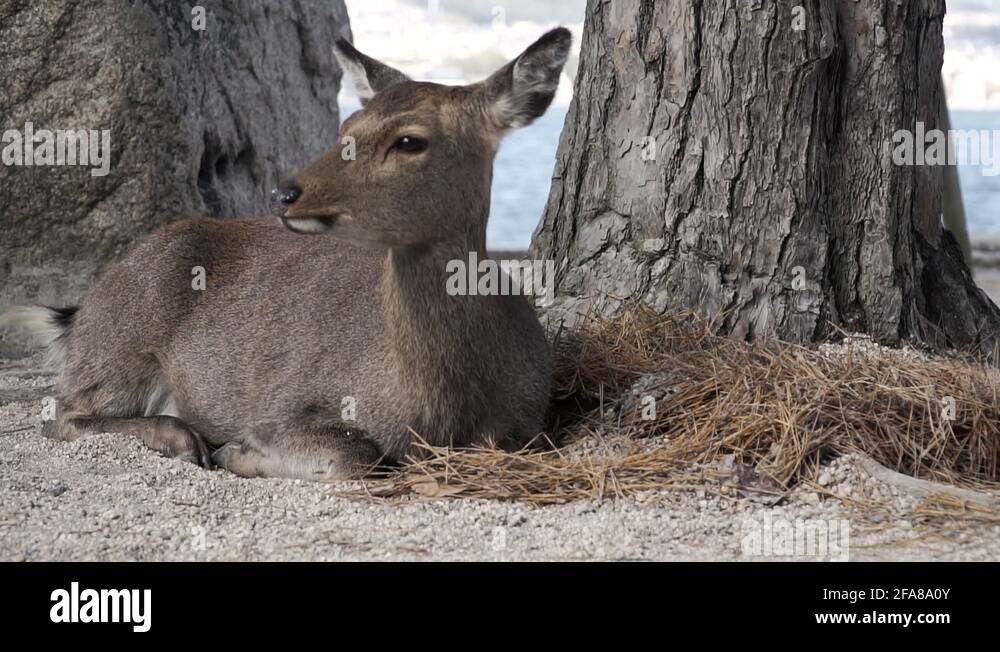 Flagging Stock Videos & Footage - HD and 4K Video Clips - Alamy
