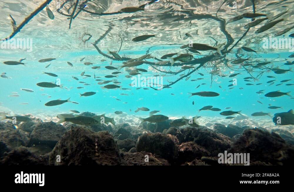 Fish swimming in very clear and transparent shallow water. Swarm of ...