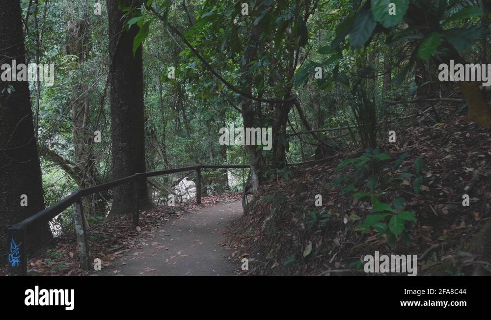 Walk forest track australia Stock Videos & Footage - HD and 4K Video ...