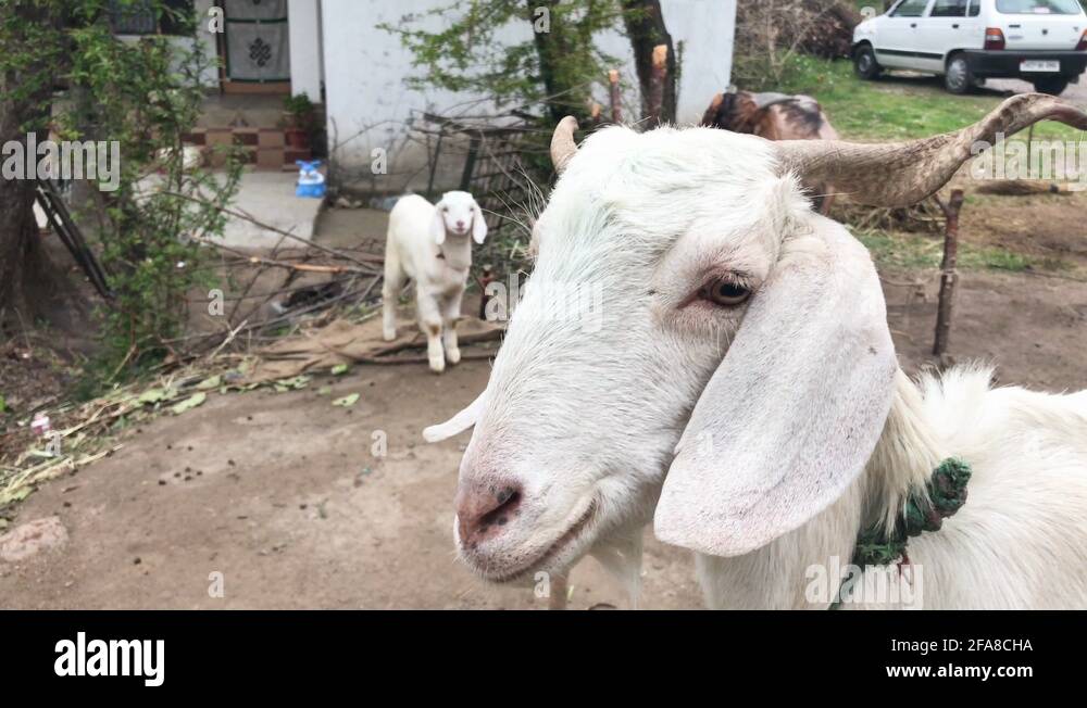 Meat goat production Stock Videos & Footage - HD and 4K Video Clips - Alamy