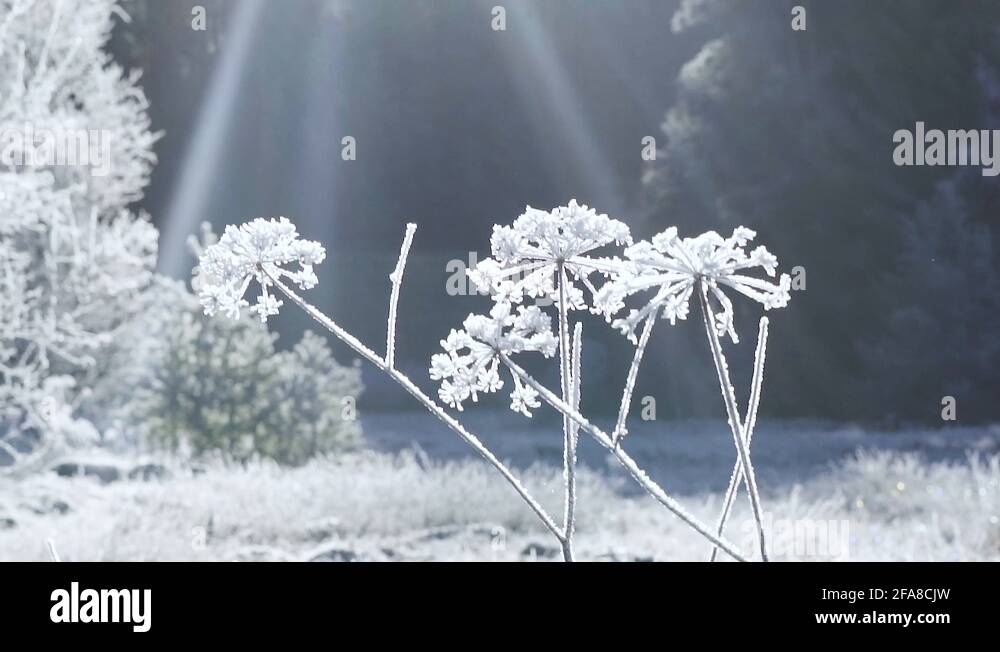 Wonder of flower Stock Videos & Footage - HD and 4K Video Clips - Alamy