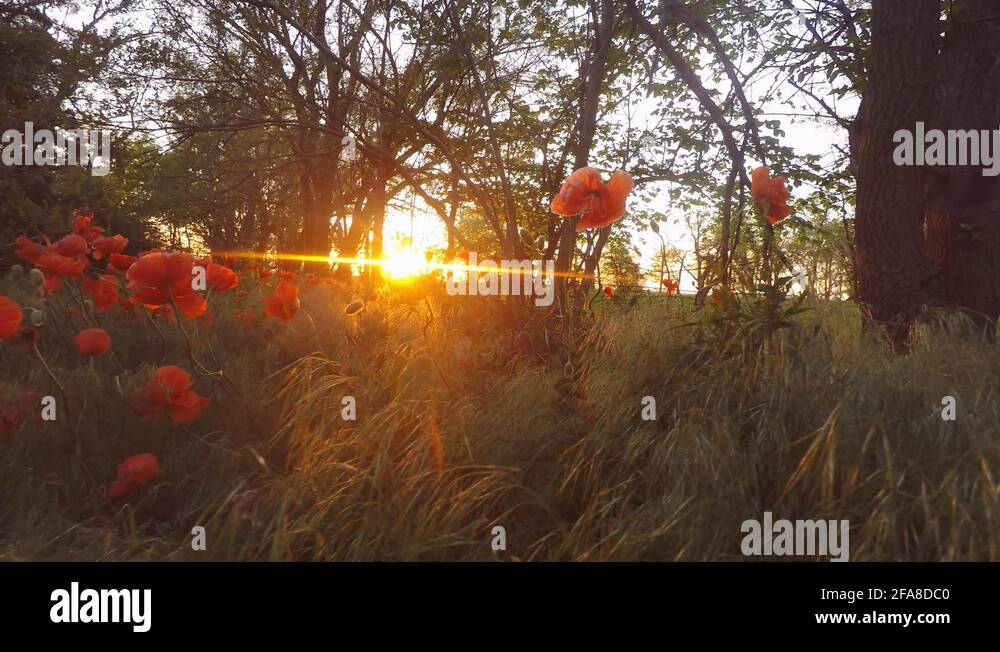 Beautiful sunburst Stock Videos & Footage - HD and 4K Video Clips - Alamy