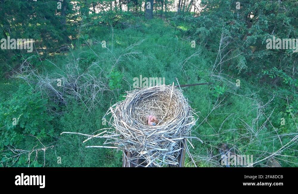 Confused by the mounted camera, the father of a baby robin flies at the ...
