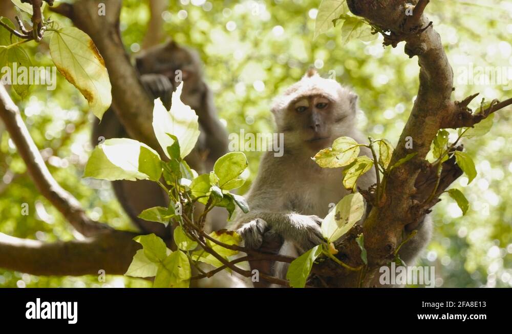 Monkeys eating tree Stock Videos & Footage - HD and 4K Video Clips - Alamy