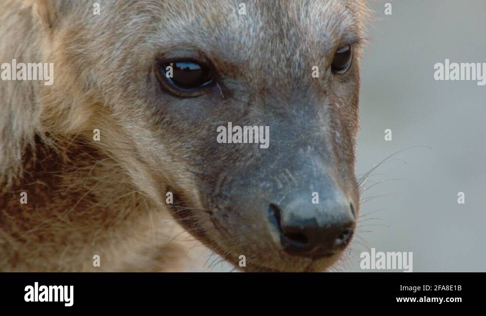 Hyena environment Stock Videos & Footage - HD and 4K Video Clips - Alamy