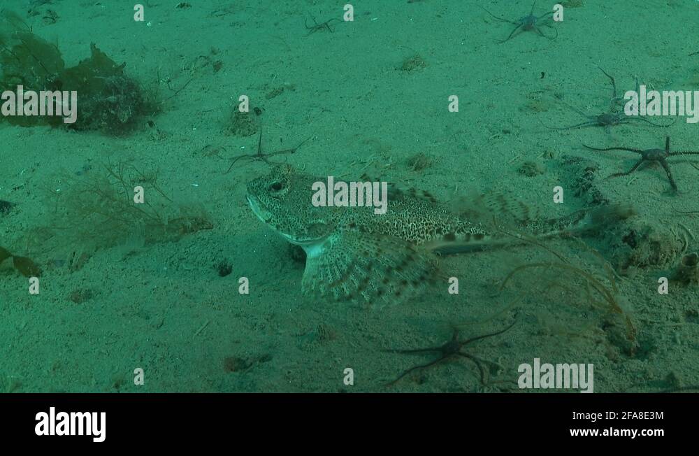 Arctic ocean fish Stock Videos & Footage - HD and 4K Video Clips - Alamy