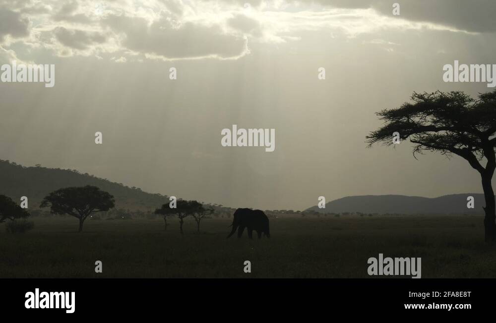 Elephant back safari africa Stock Videos & Footage - HD and 4K Video ...