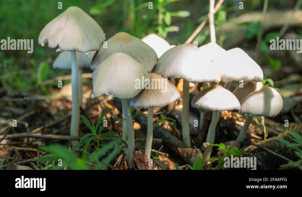 Mushroom cluster Stock Videos & Footage - HD and 4K Video Clips - Alamy