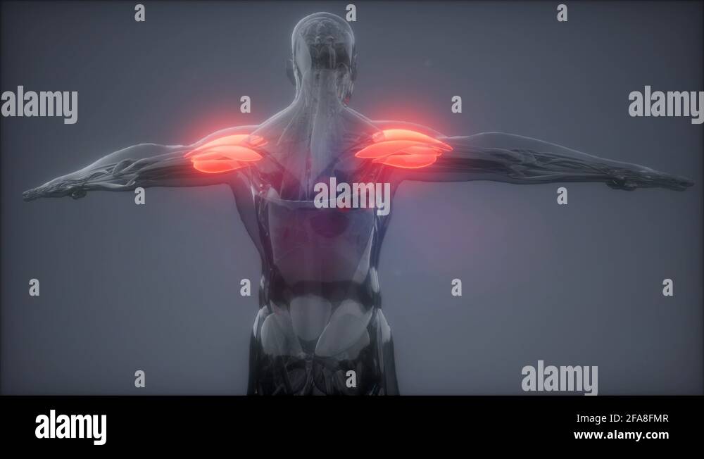 deltoid - Visible muscle anatomy map Stock Video Footage - Alamy