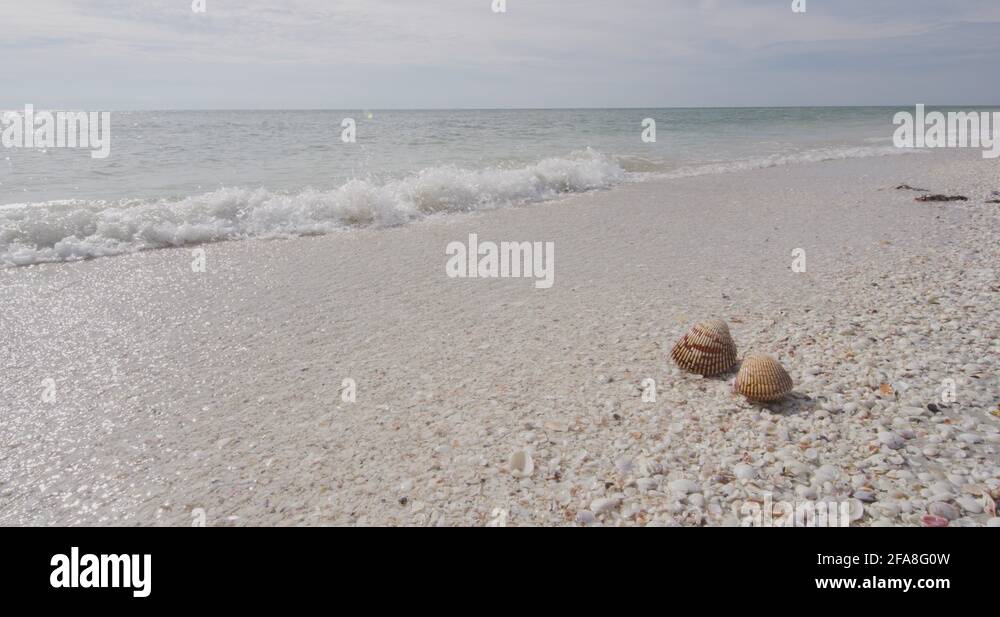 Sanibel island florida beach seashells Stock Videos & Footage - HD and ...