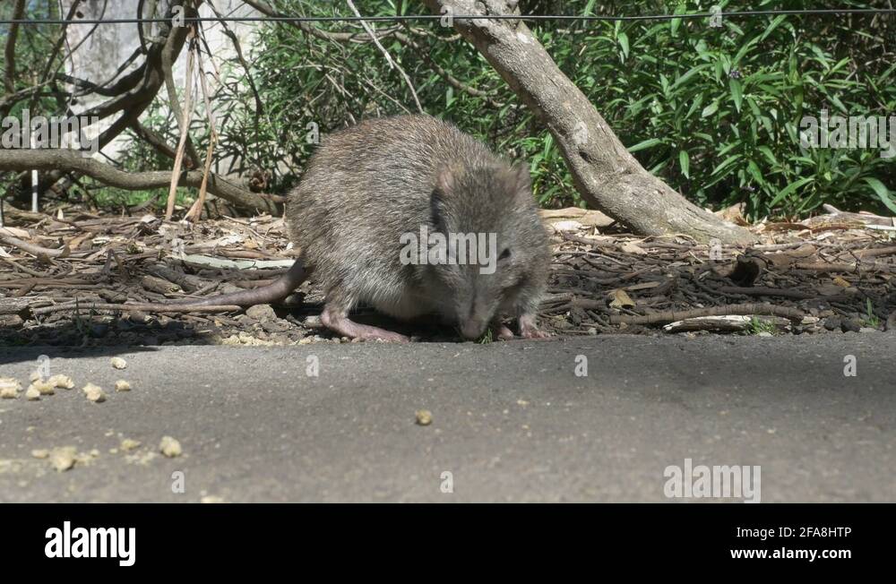 Rodent pellets Stock Videos & Footage - HD and 4K Video Clips - Alamy