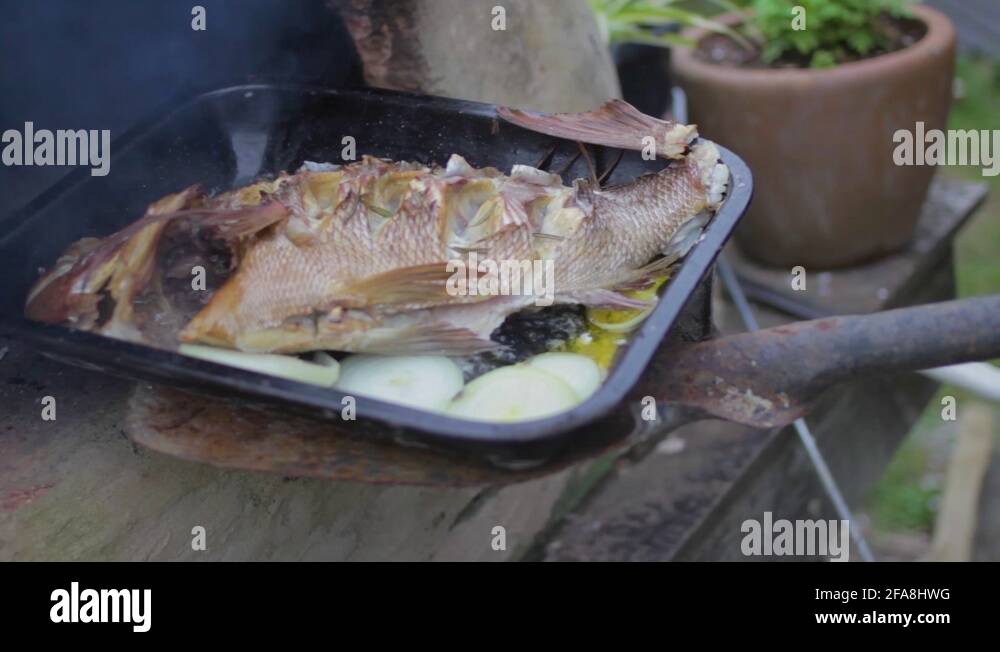 Stone bass fish Stock Videos & Footage - HD and 4K Video Clips - Alamy