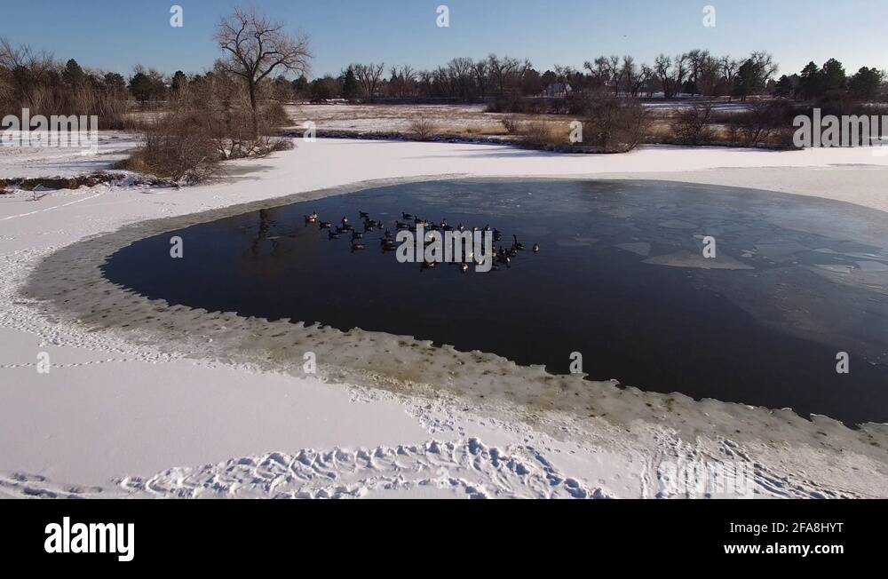Pull a goose Stock Videos & Footage - HD and 4K Video Clips - Alamy