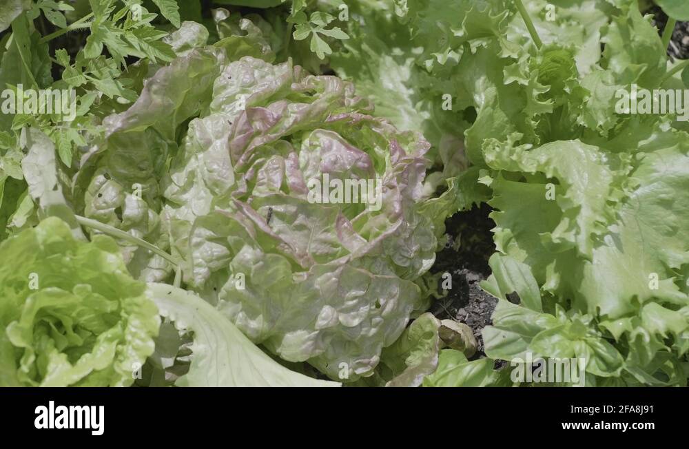 Lettuce garden Stock Videos & Footage - HD and 4K Video Clips - Alamy