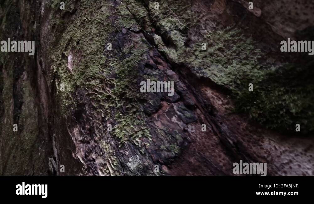 Tallest trees in world Stock Videos & Footage - HD and 4K Video Clips ...