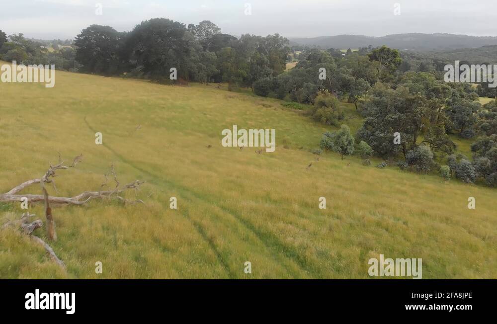 Paddock management Stock Videos & Footage - HD and 4K Video Clips - Alamy